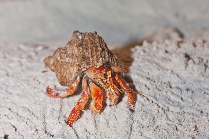 499 Paguro Foto stock - Foto stock gratuite e royalty free da Dreamstime