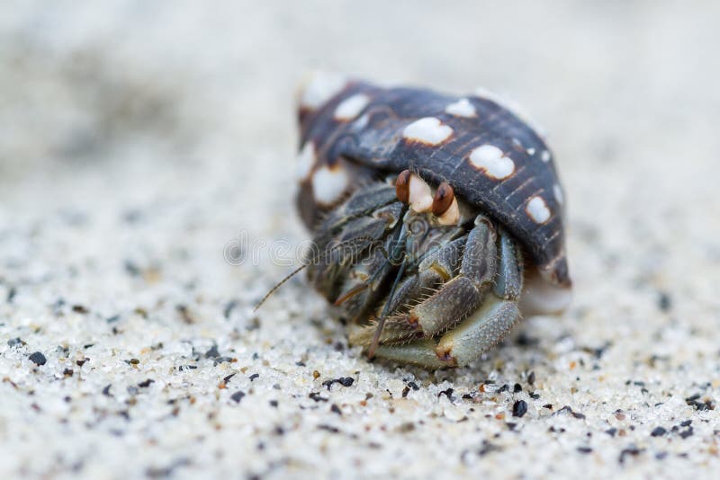 Paguro in Costa Rica fotografia stock. Immagine di attivo - 93880216