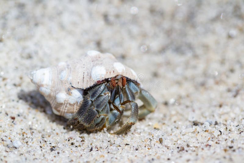 Paguro in Costa Rica fotografia stock. Immagine di attivo - 93880216