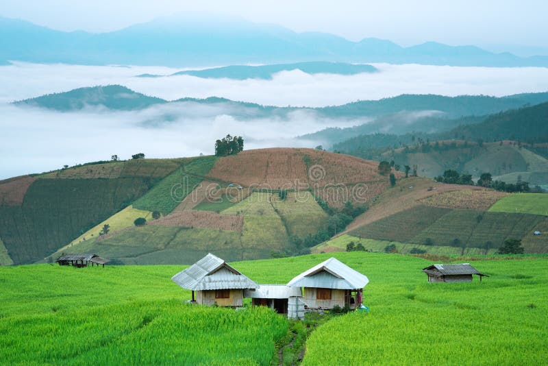 Ban Pa Pong Piang Rice Terrats O Baan Pa Pong Pig En Doi Inthanon ...