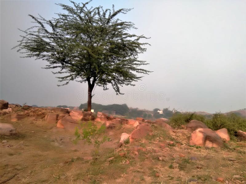 Pahad Ke Upar Tree ,red Stone Stock Image - Image of tree, pahad: 166736867