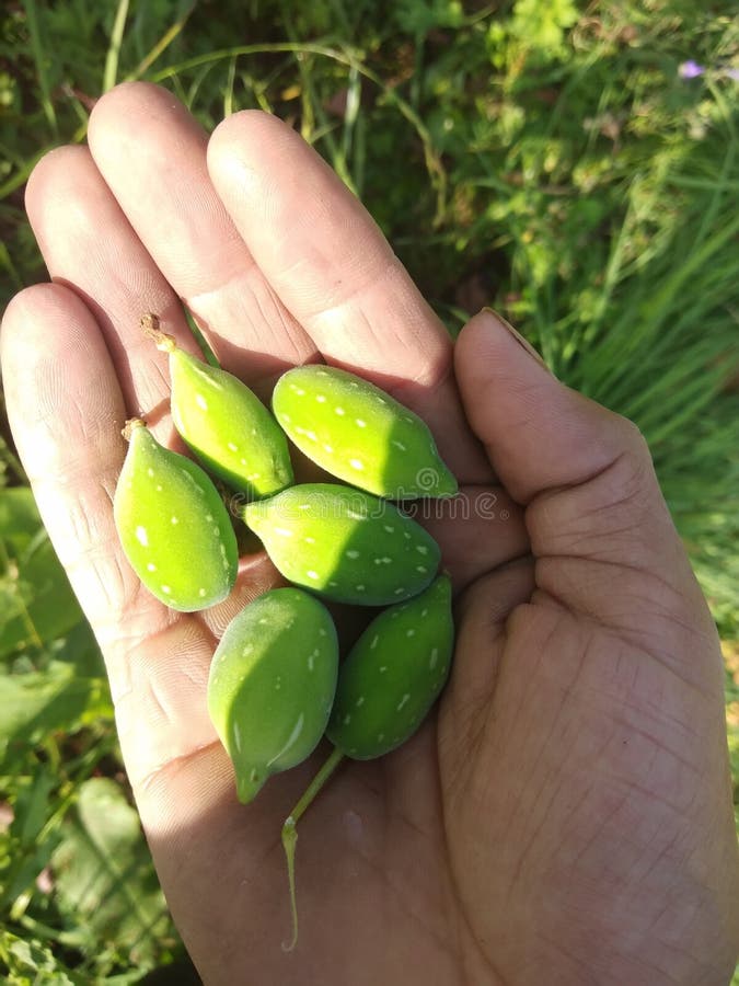 Pahadi Cucumber ???? stock photo. Image of grass, petal - 291955784