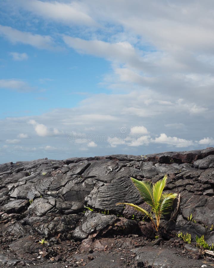 Pahoehoe Lava Flow in Hawaii Stock Image - Image of pacific, nnature ...