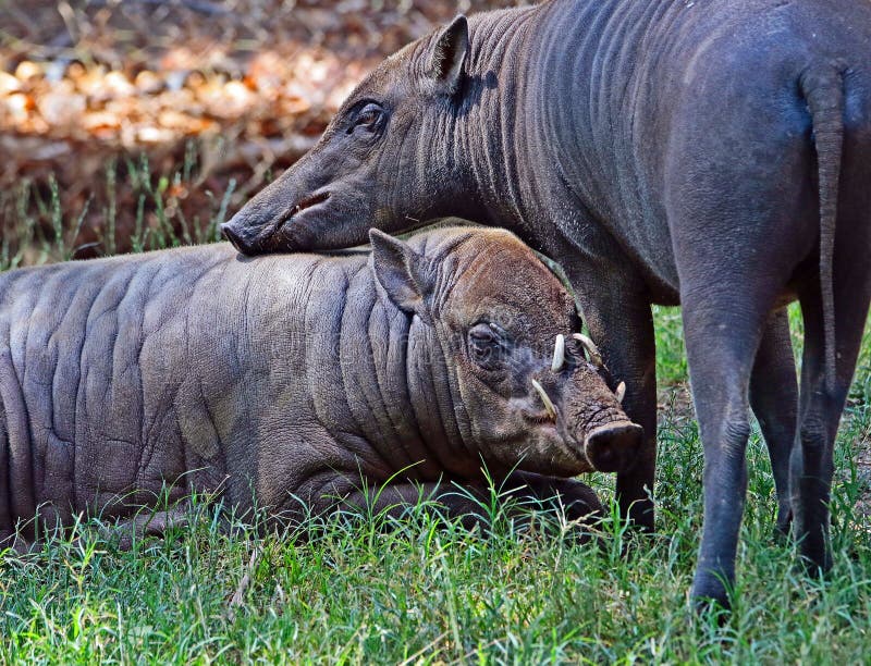 Babirussa fotografia stock. Immagine di muso, bambini - 42618622