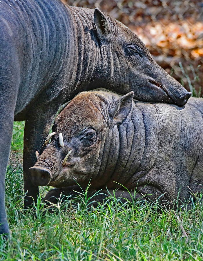 Babirussa fotografia stock. Immagine di nose, mammifero - 42618622