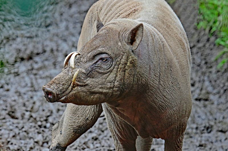 Babirussa fotografia stock. Immagine di muso, bambini - 42618622