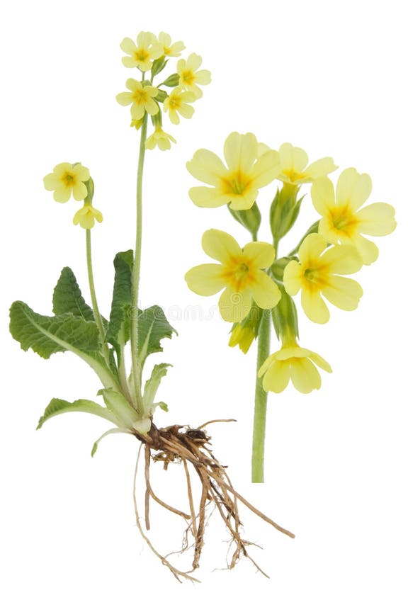 Paigle- Primula verist stock photo. Image of ingredient - 13874292