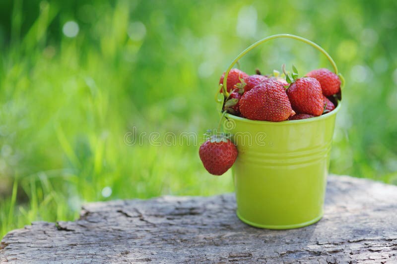 A Pail Full of Freshly Picked Strawberries Stock Photo - Image of berry ...