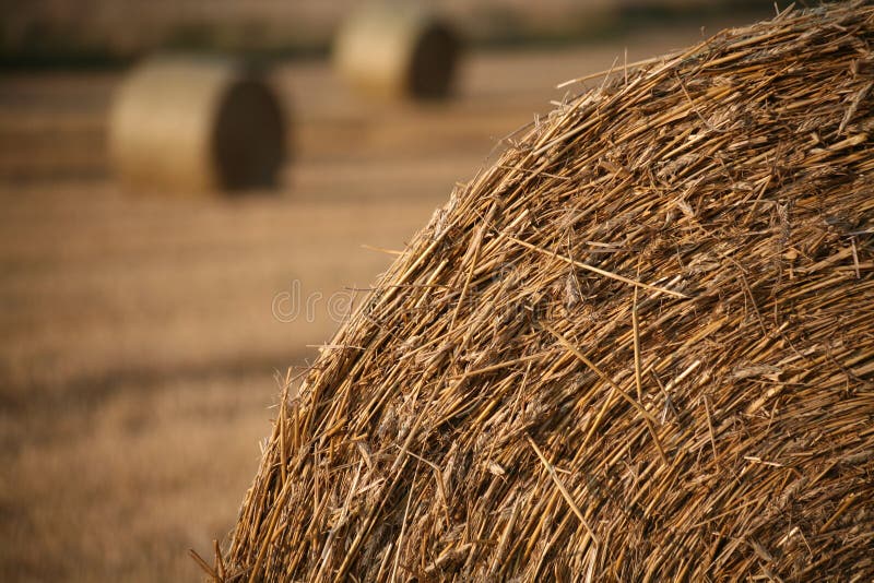 Paille photo stock. Image du agriculture, loyalement, cheminées - 1198198