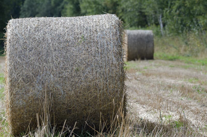 Paille image stock. Image du moissonné, haystack, cercle - 44292861