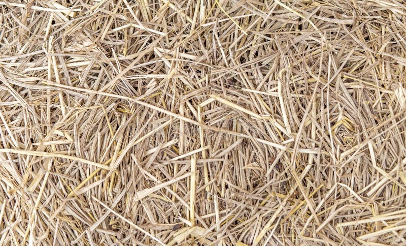 Paille de riz photo stock. Image du centrale, paillettes - 28654336