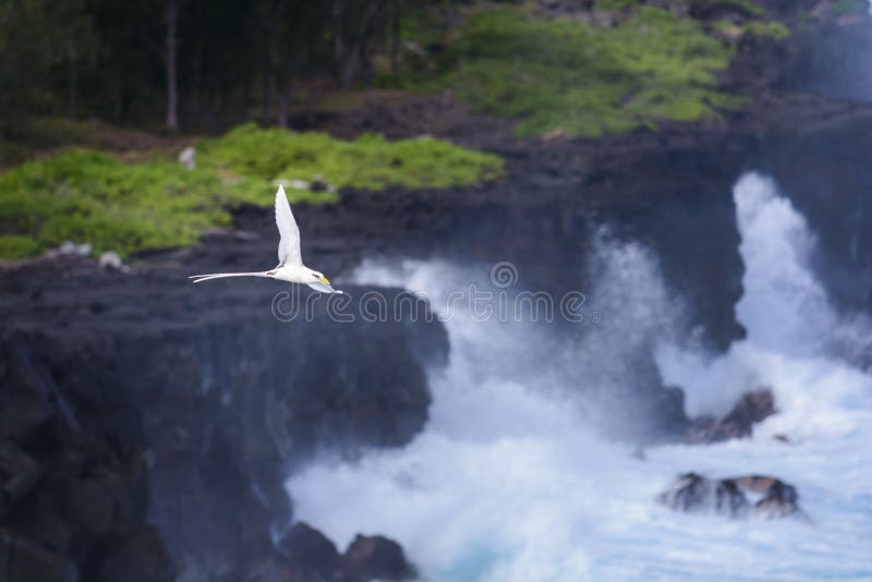 Paille En Queue or Phaeton Bird, Reunion Island Stock Image - Image of ...