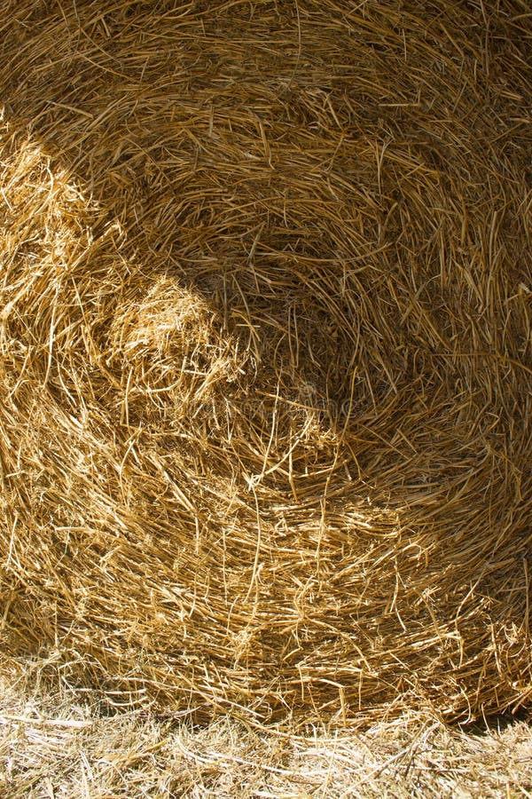 Images Paille Pour Des Chevaux - Téléchargez 111 Photos libres de droits