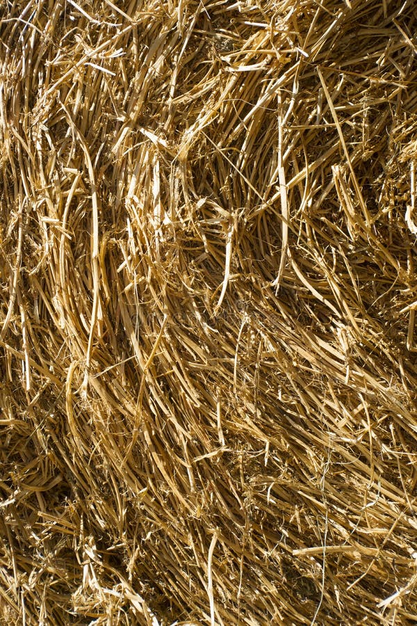 123 Paille Pour Des Chevaux Photos libres de droits et gratuites de ...