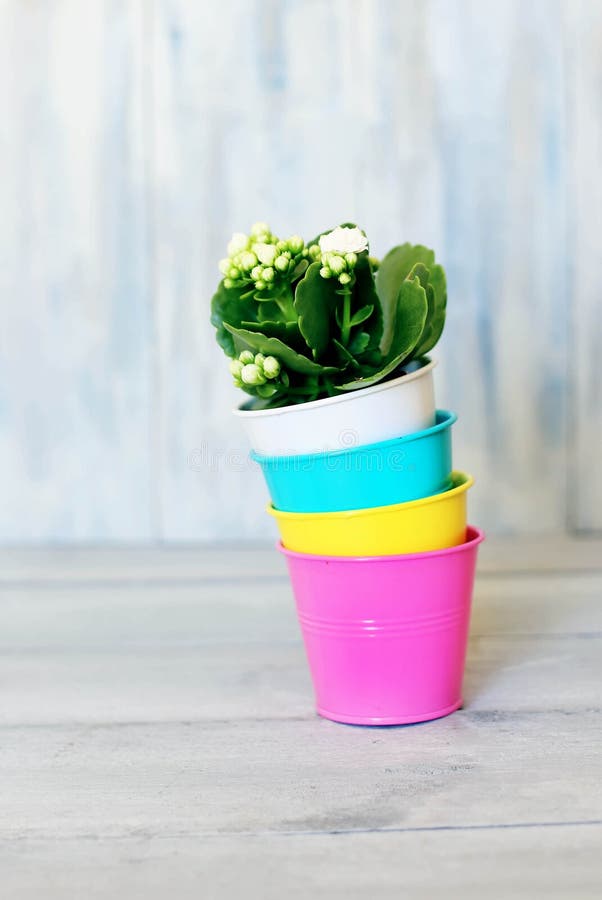 Pails stock image. Image of nature, color, growth, kalanchoe - 60058835