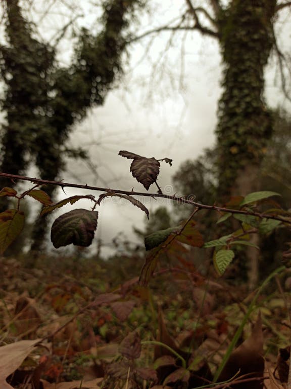 Pain Forest in raining day stock image. Image of raining - 242129103