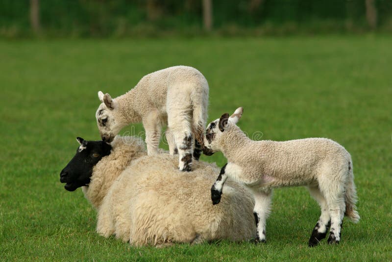 Pain in the Neck stock image. Image of agricultural, playing - 1957463