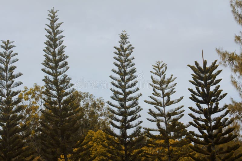 A Pain Tree Like a Chrismas Tree Stock Photo - Image of like, chrismas ...