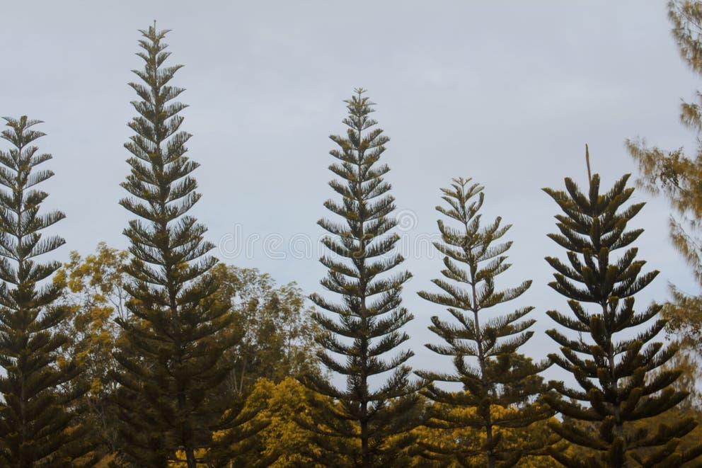 A Pain Tree Like a Chrismas Tree Stock Photo - Image of like, chrismas ...