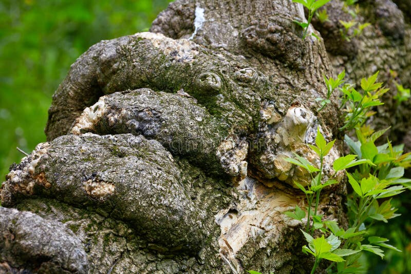 Painful Growth on a Tree in the Forest Stock Photo - Image of brown ...