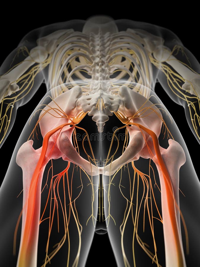 Anatomy Of Sciatica