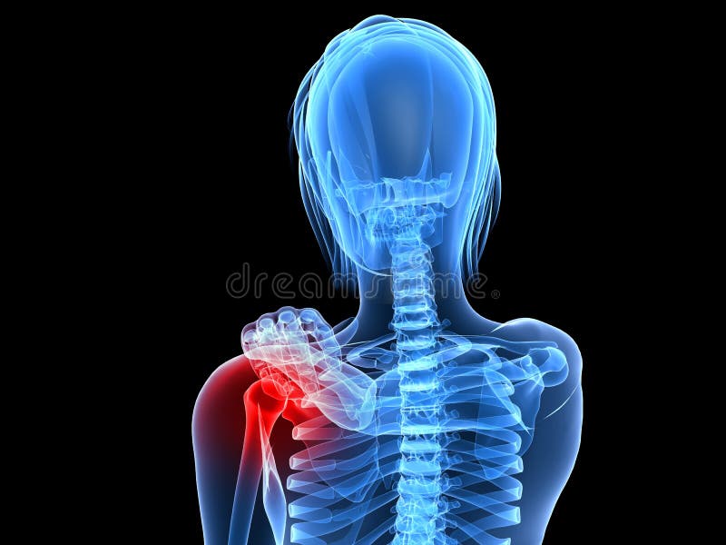 The Female Shoulder Anatomy Stock Illustration - Illustration of woman ...