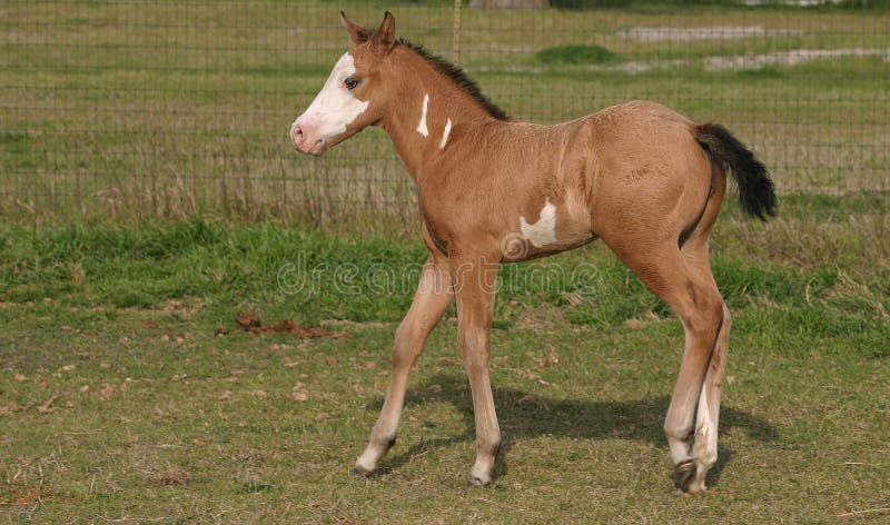 Paint Colt stock photo. Image of stroll, ranch, equine, paint - 93974