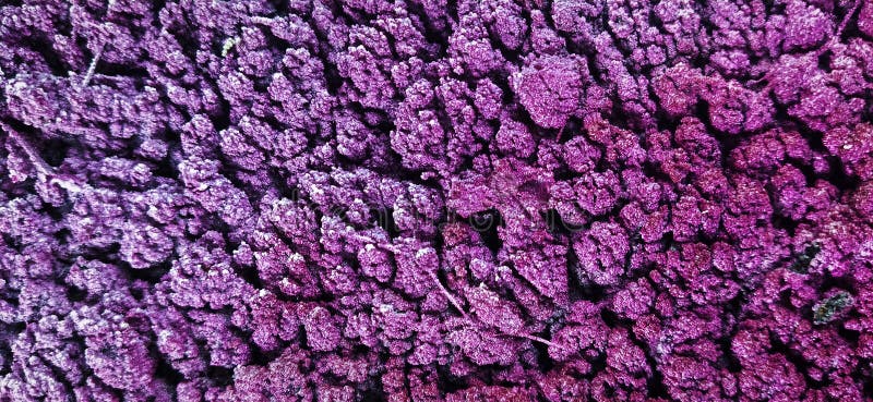 The paint crust is drying stock image. Image of crust - 265270503