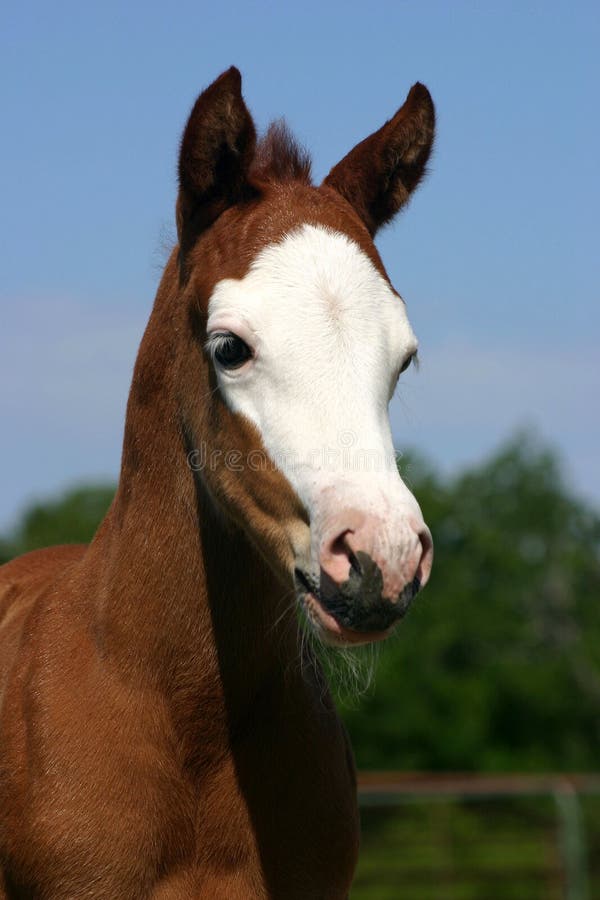 Paint Filly stock image. Image of eyelash, cute, equus - 114471