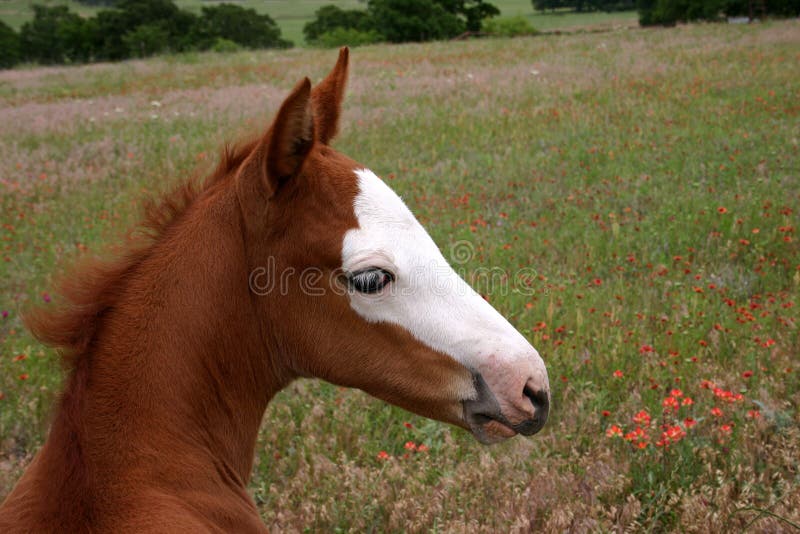 Paint Filly stock image. Image of eyelash, cute, equus - 114471