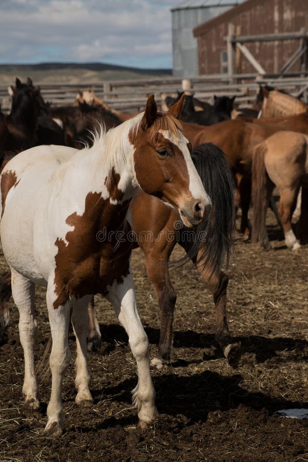 Paint Horse in Corral at Ranch Stock Image - Image of running, group ...