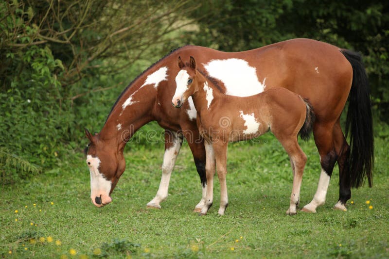 Paint Horse Mare with Adorable Foal Stock Photo - Image of beautiful ...