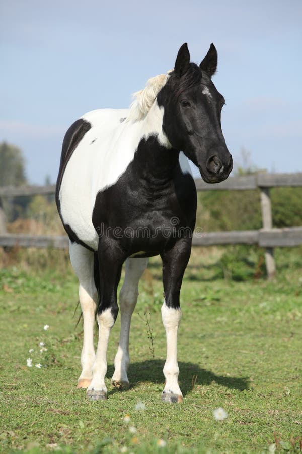 Paint Horse Mare Standing on Pasturage Stock Photo - Image of inaction ...