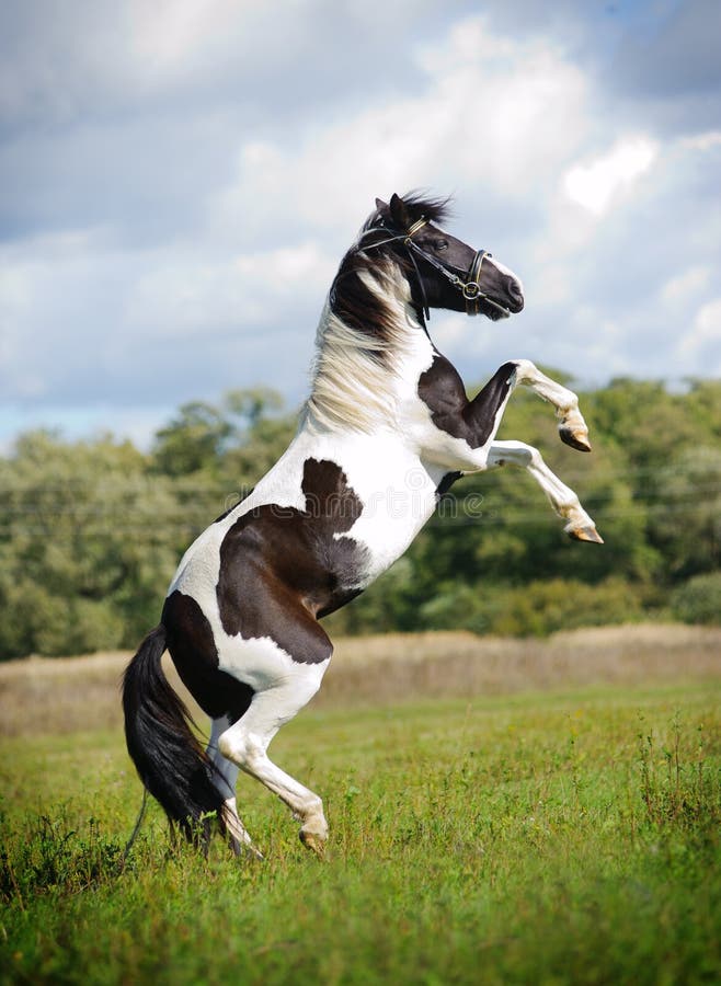 Paint Horse Rearing Royalty Free Stock Images - Image: 29367859