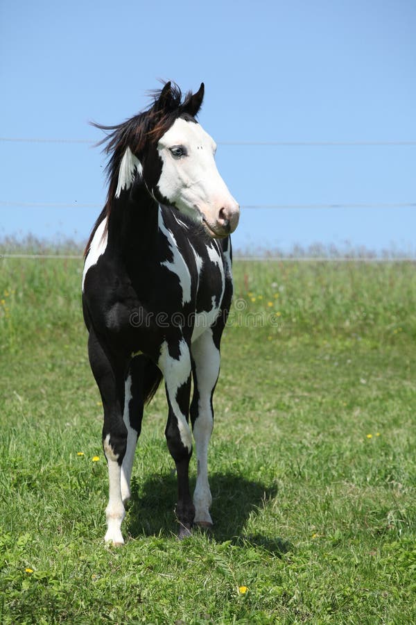 Paint horse stallion stock photo. Image of isolated, horse - 30156102
