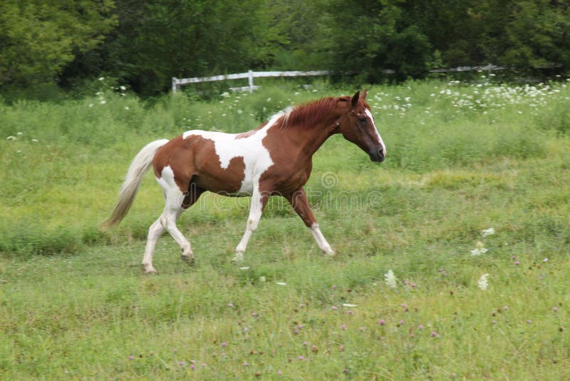 Paint Mare running stock photo. Image of equine, horse - 43409996