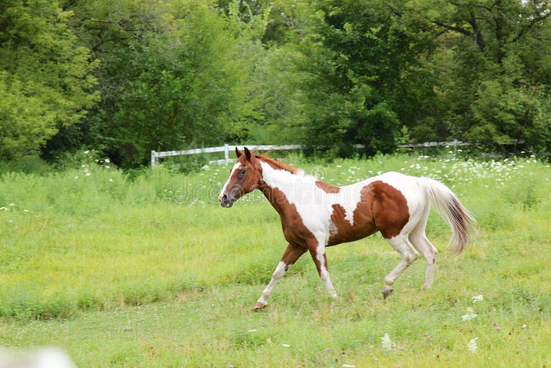 Paint Mare at Dusk in Field Stock Image - Image of nature, face: 183373791