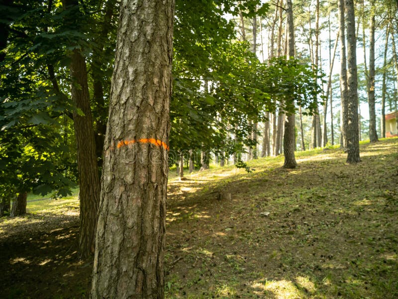 Paint-marked Tree in the Forest To Be Cut Down. Horizontal Photo Stock ...