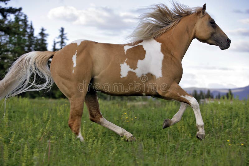 Cremello Paint Horse