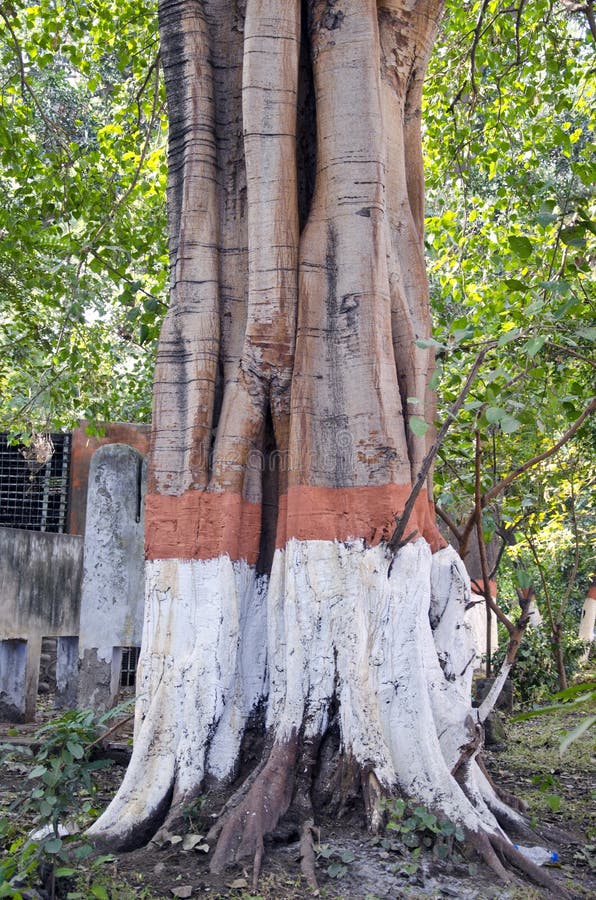 Painted Big Tree Trunk in Amritsar Park,India Stock Image - Image of ...