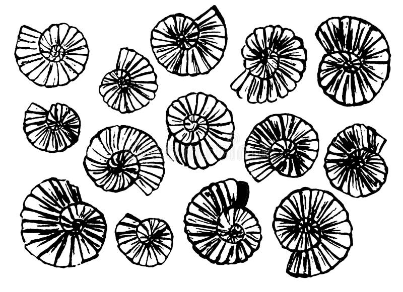 Painted in Black Shell on a White Background Stock Illustration ...