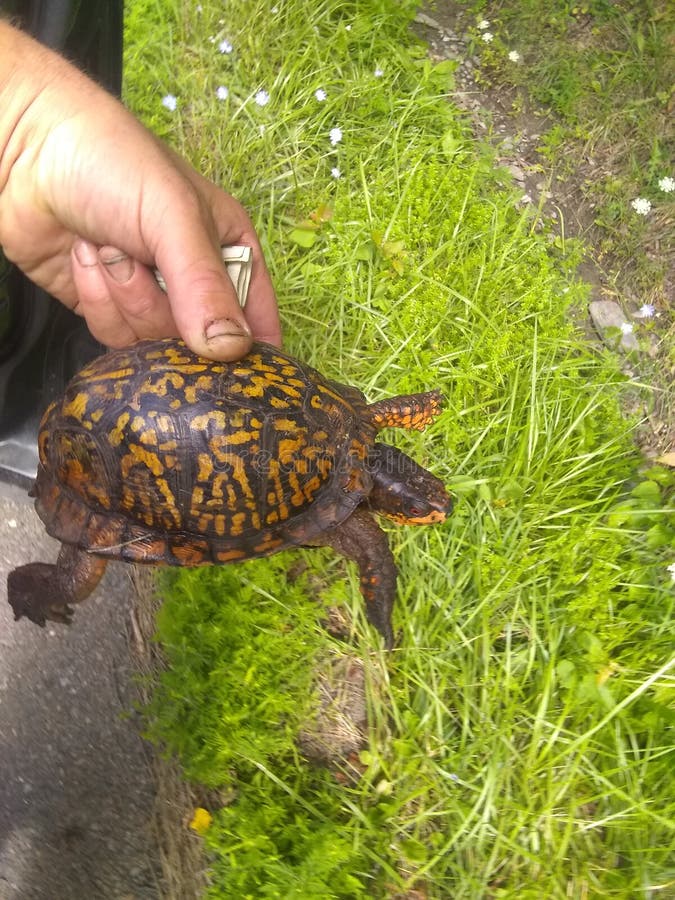 Painted box turtle stock image. Image of fish, reptile - 205462855