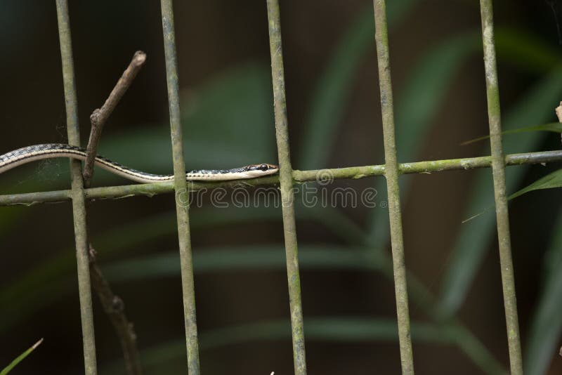 Painted Bronzeback Snake Dendrelaphis Pictus Stock Image - Image of ...