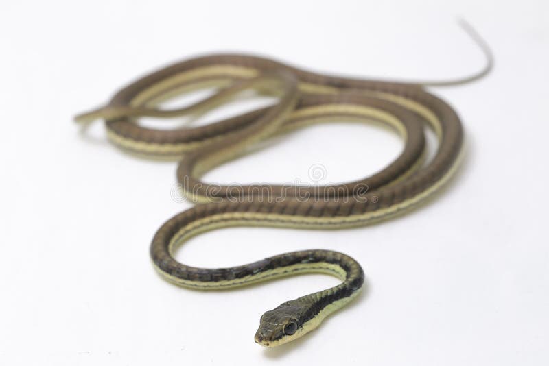 Painted Bronzeback Dendrelaphis Pictus Isolated Stock Image - Image of ...