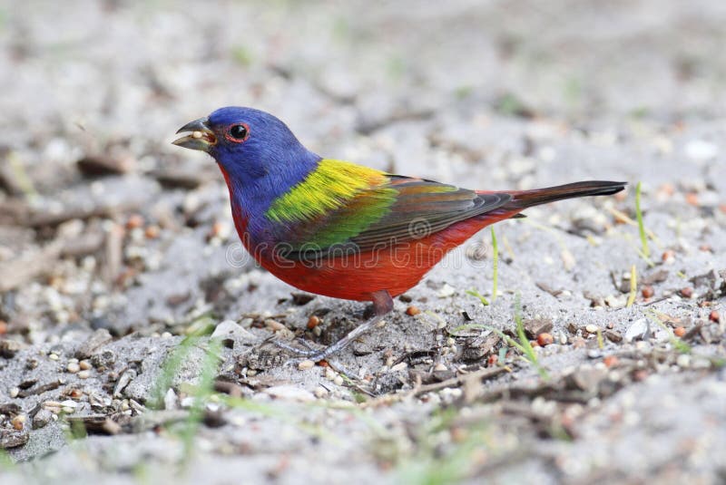 Painted Bunting (Passerina Ciris) Stock Photo - Image of ornithology ...