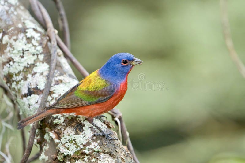 Painted Bunting Perching on a Tree Branch Stock Image - Image of ...