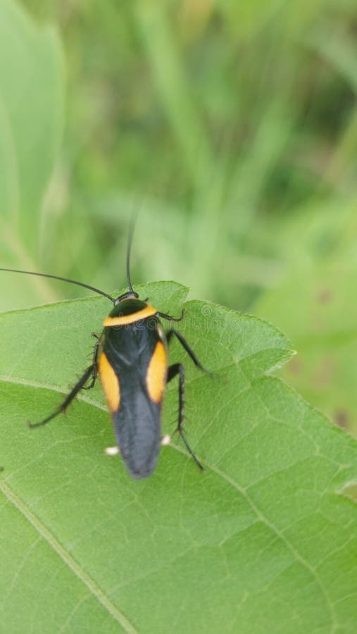 Painted Cockroach on a Leaf Stock Photo - Image of cockroach, tropical ...