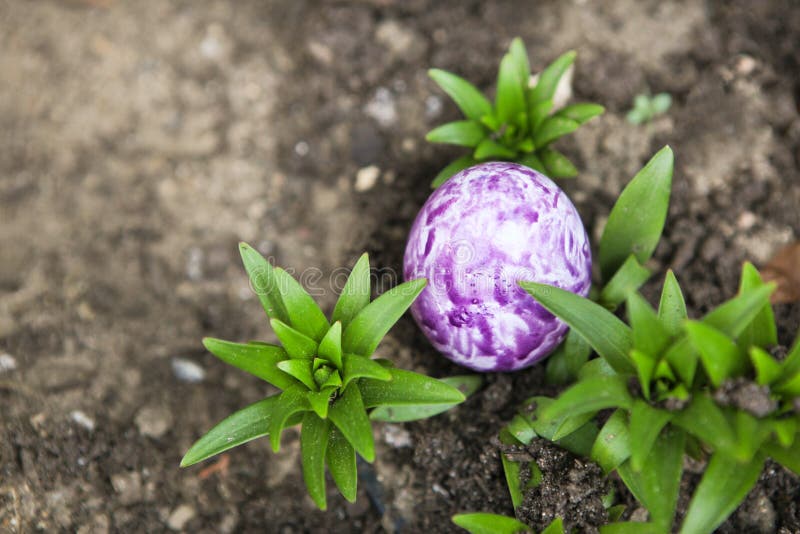 Painted Colorful Easter Egg in Grass Stock Photo - Image of decoration ...