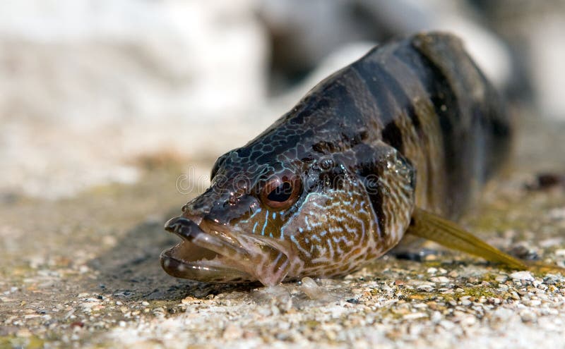 The painted comber stock image. Image of basses, painted - 24593357