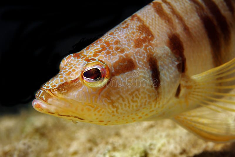 Painted Comber stock photo. Image of scuba, diving, animal - 7766956